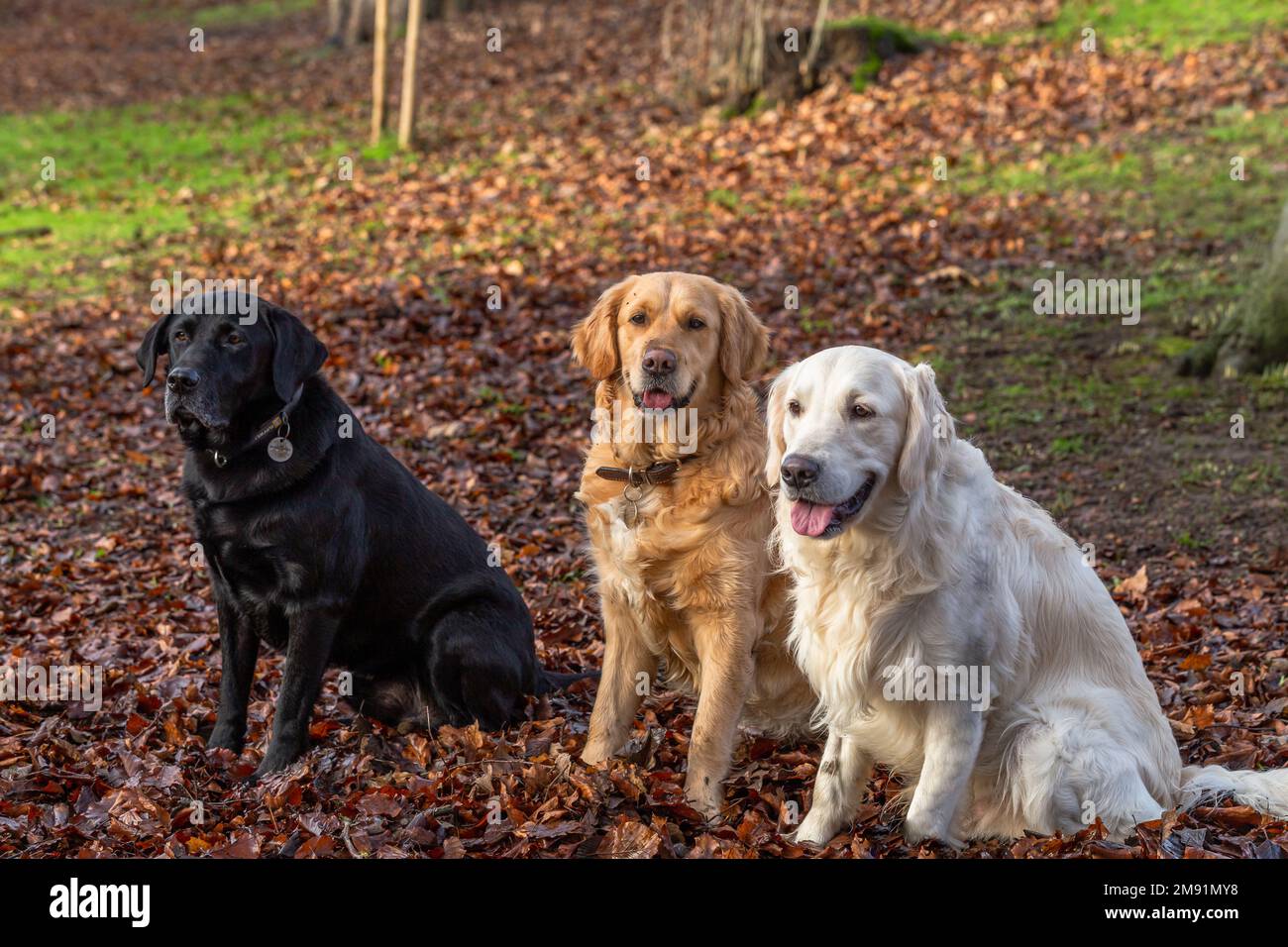Two Golden Retrievers (one pale, one golden) sitting with a Black ...