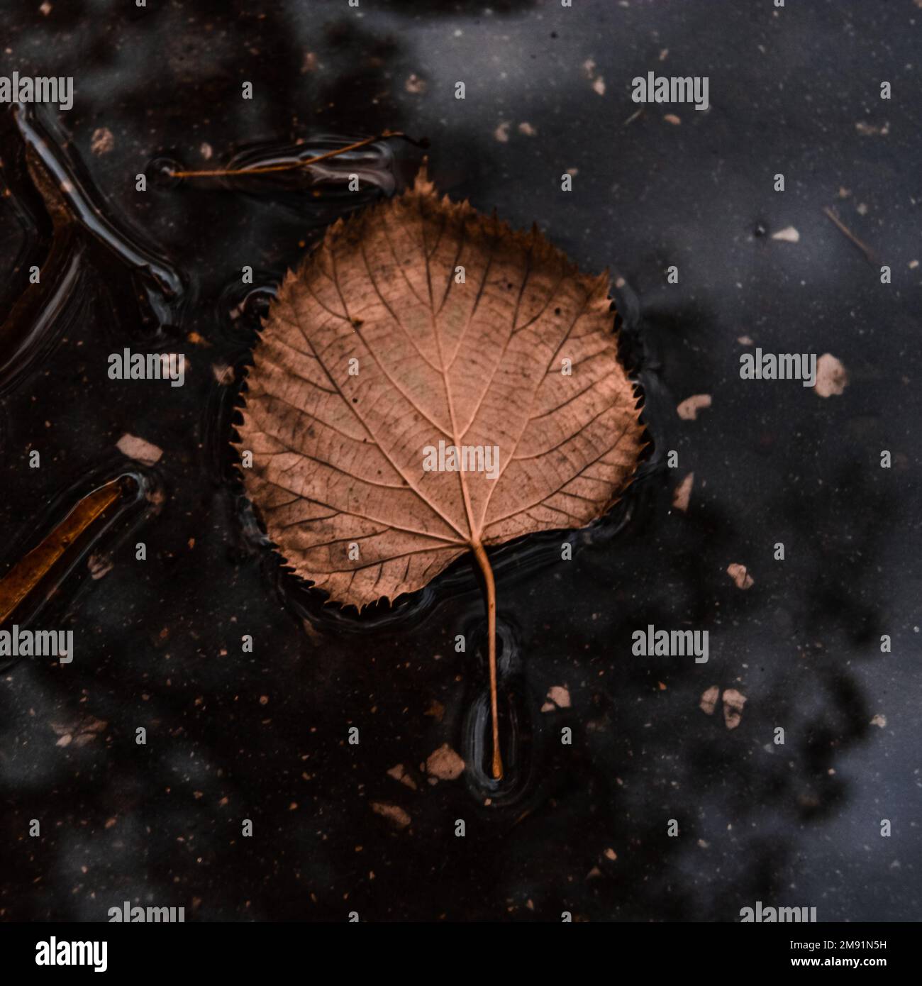 A top view of fallen autumn leaf in a puddle of water Stock Photo - Alamy