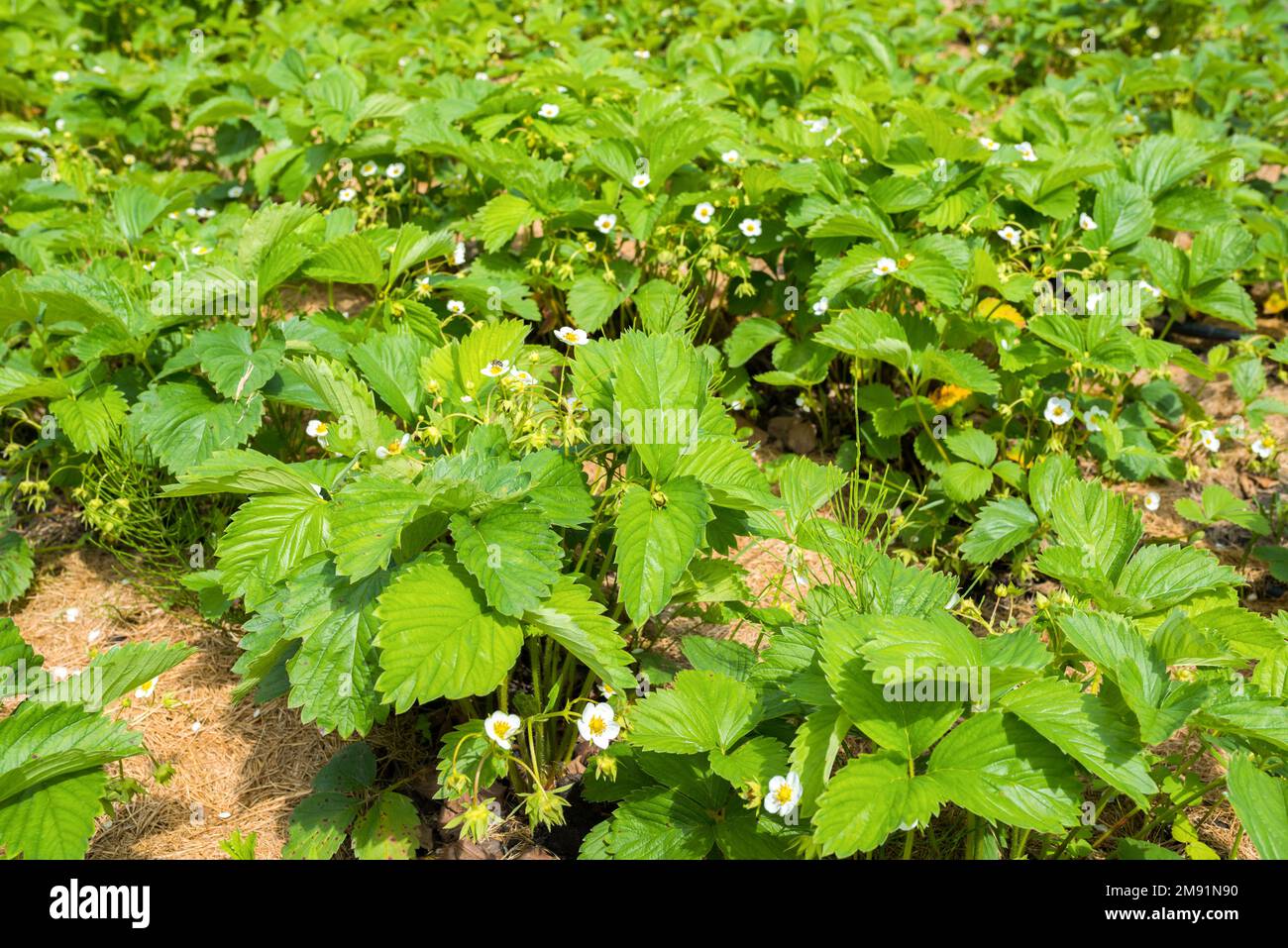 Strawberry plant blooms in the garden in sunny day. Strawberry bushes ...