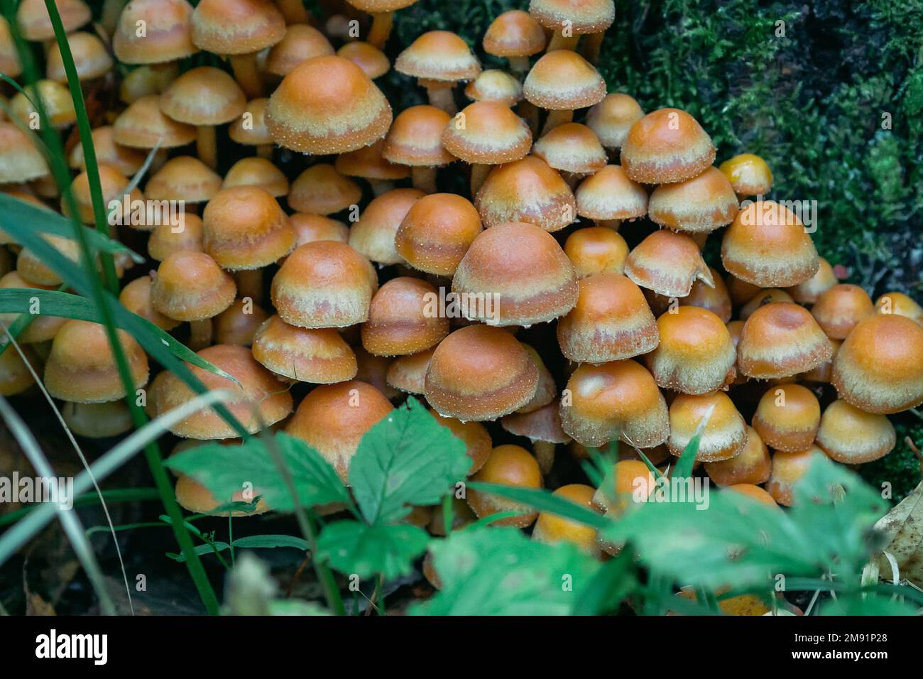 group of honey agaric on a stump among green moss in the forest in ...
