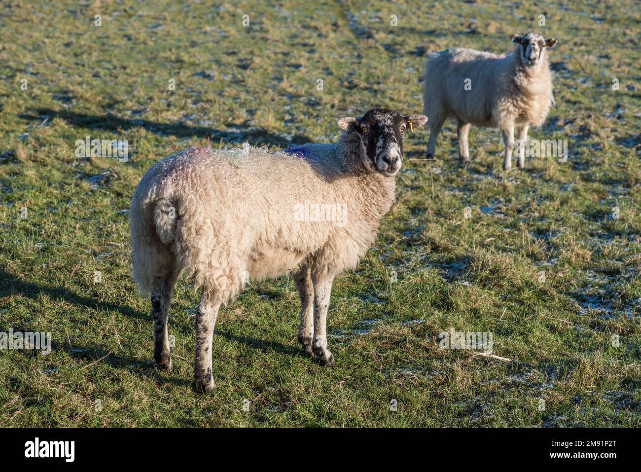 Farming couple yorkshire hi-res stock photography and images - Alamy