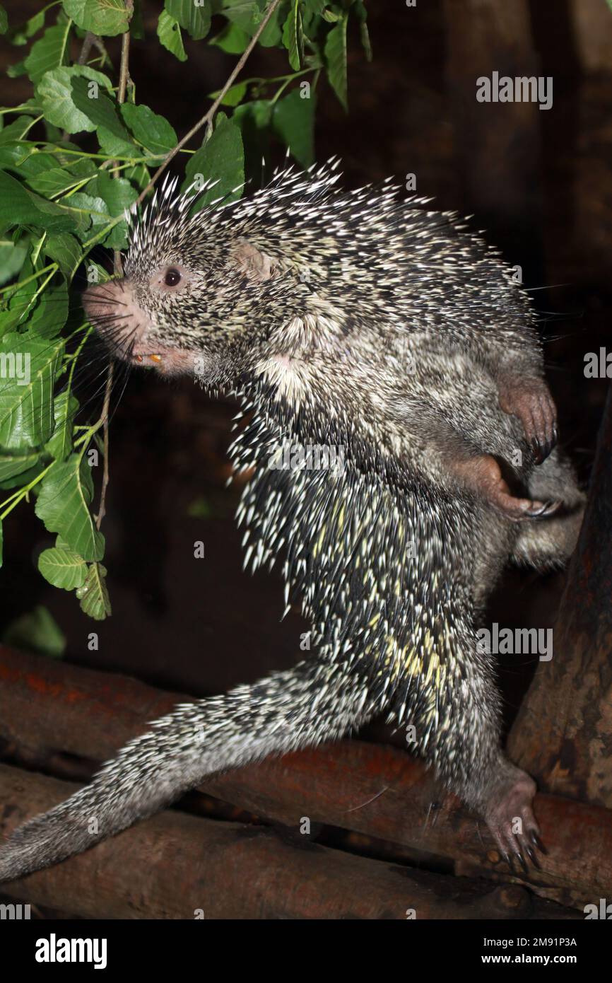 Brazilian porcupine (Coendou prehensilis); portrait Stock Photo - Alamy