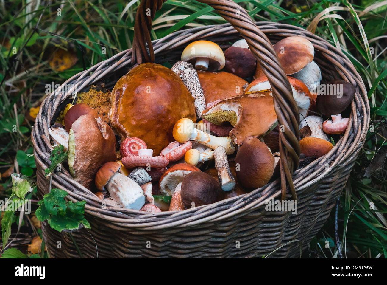 Basket full boletus edulis hi-res stock photography and images - Alamy