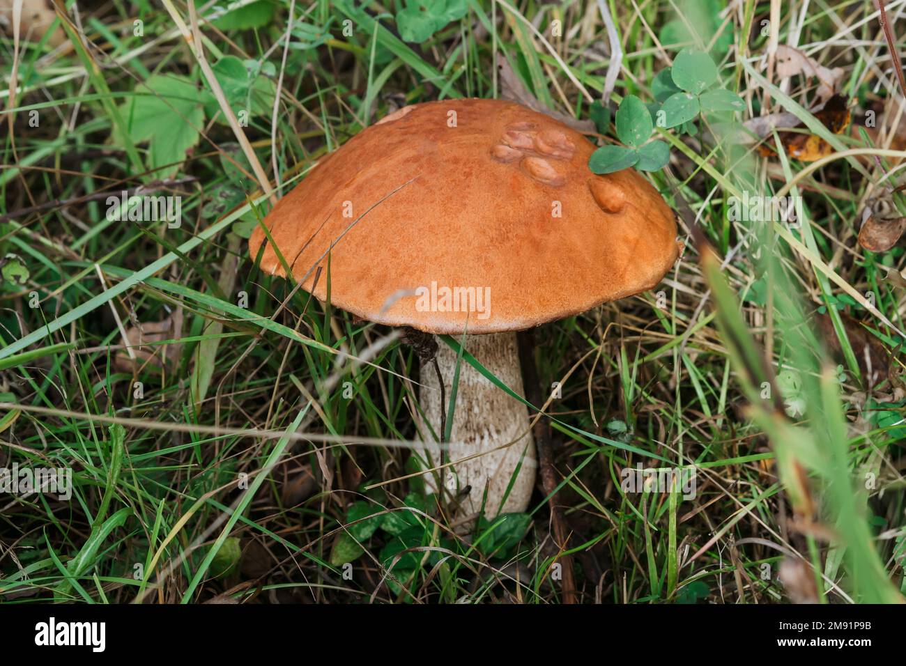 orange-cap boletus with an orange hat in green grass in summer Stock ...