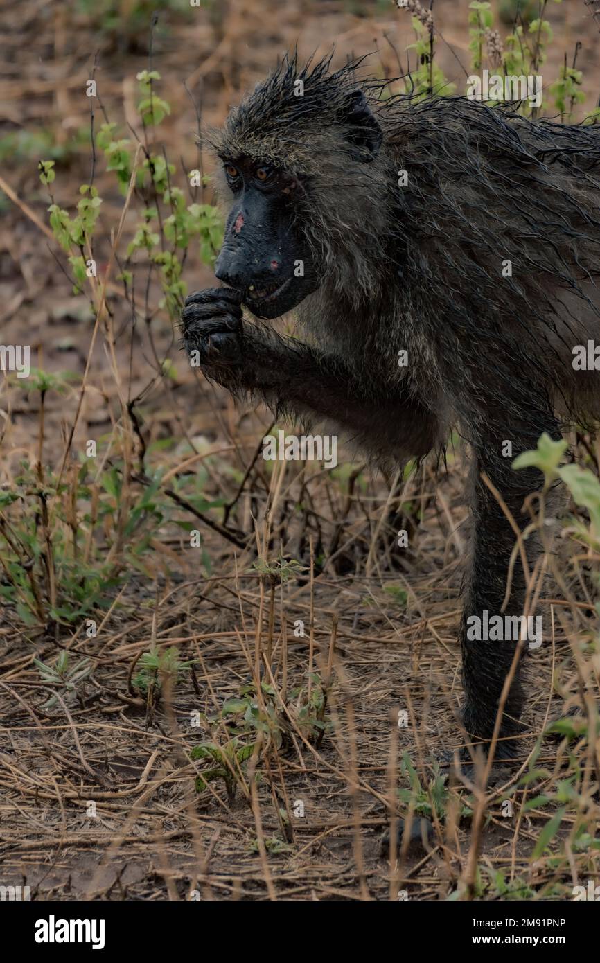 Dirty monkey hi-res stock photography and images - Alamy