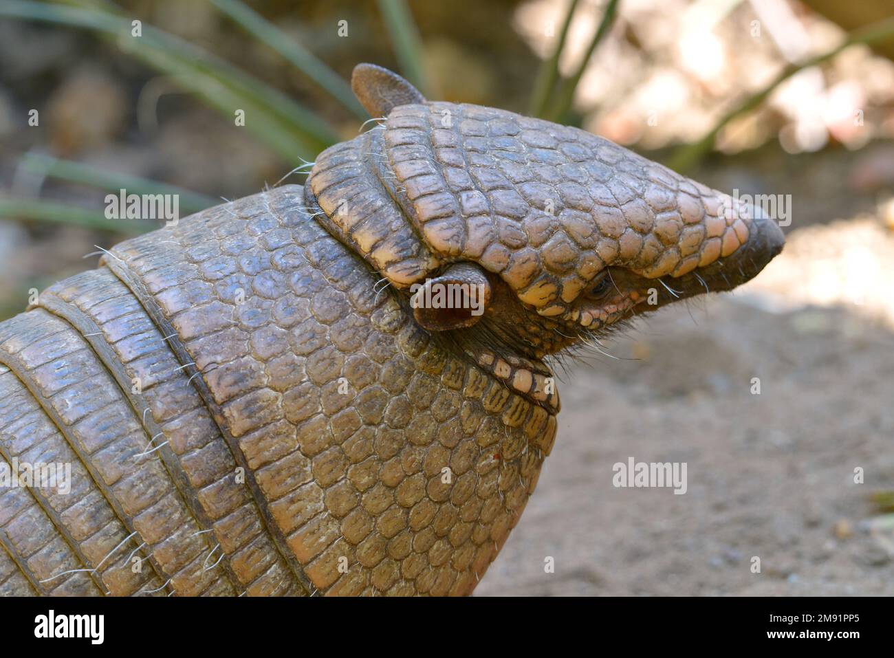 Portrait of six-banded armadillo (Euphractus sexcinctus Stock Photo - Alamy