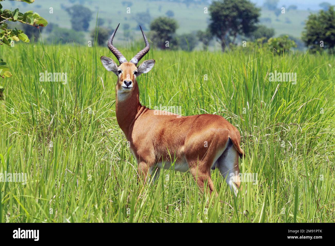 Ugandan kob (Kobus kob thomasi); Northern area of Murchison Falls ...