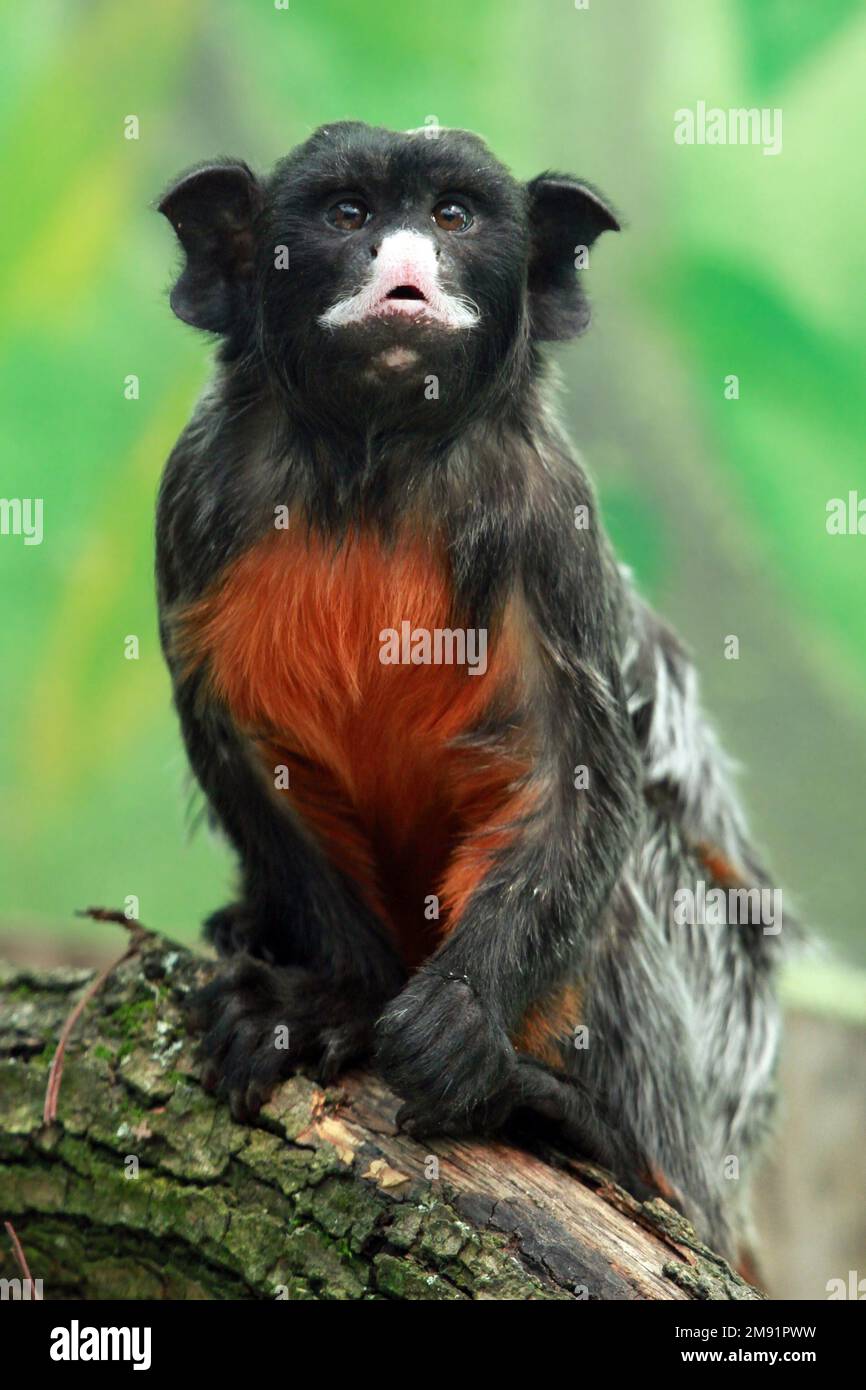 White-lipped tamarin (Saguinus labiatus), also known as the red-bellied ...