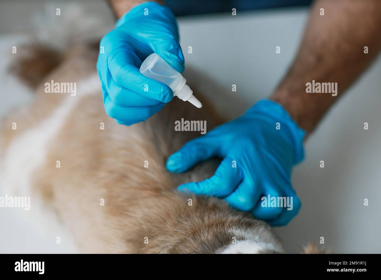 Close-up of gloved hands of young male veterinarian holding small ...