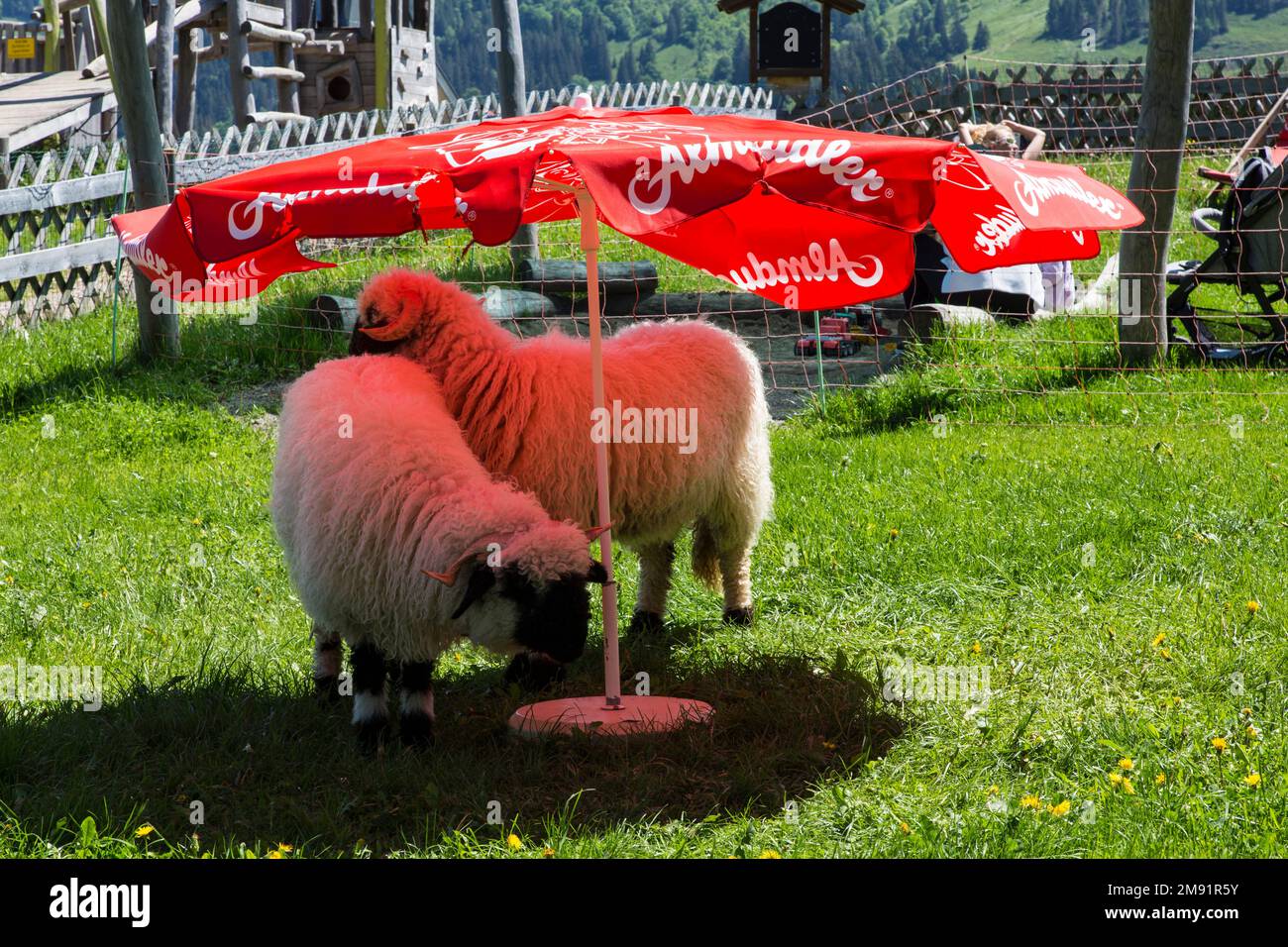 Two sheep hiding from hot sunshine Stock Photo - Alamy