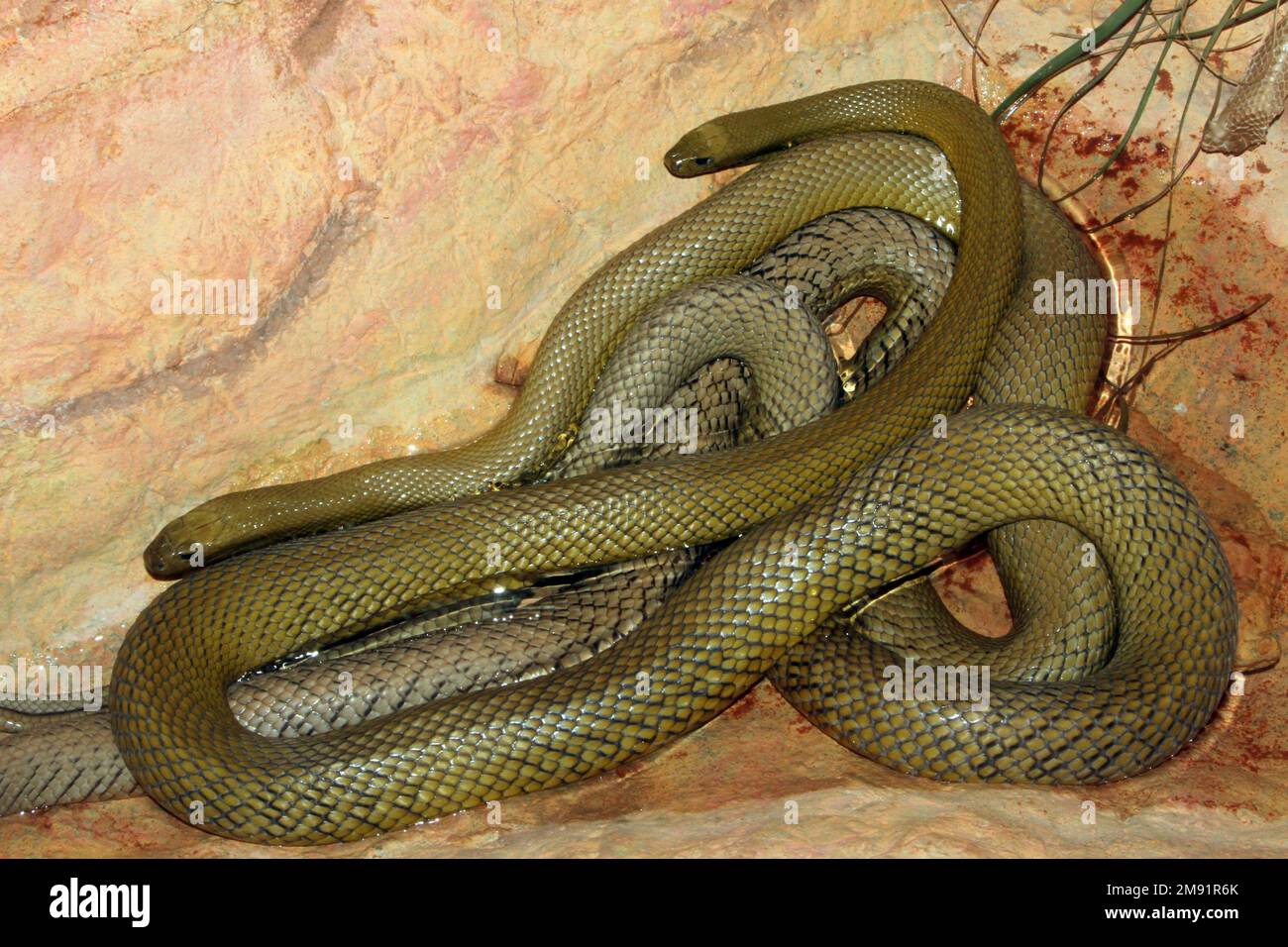 Inland taipan snake (Oxyuranus microlepidotus); adult pair Stock Photo ...