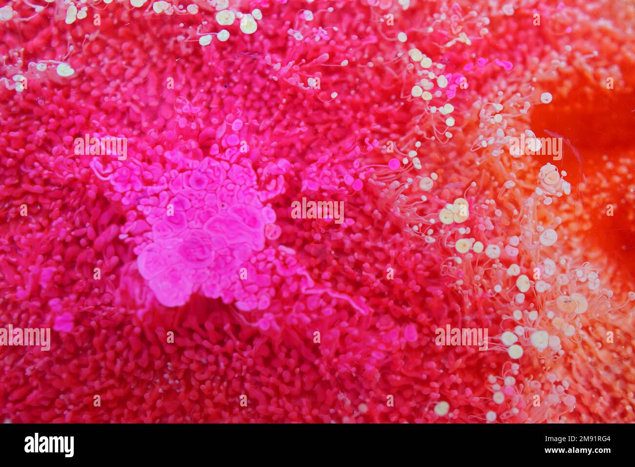Epoxy resin abstract texture macro photo Stock Photo - Alamy