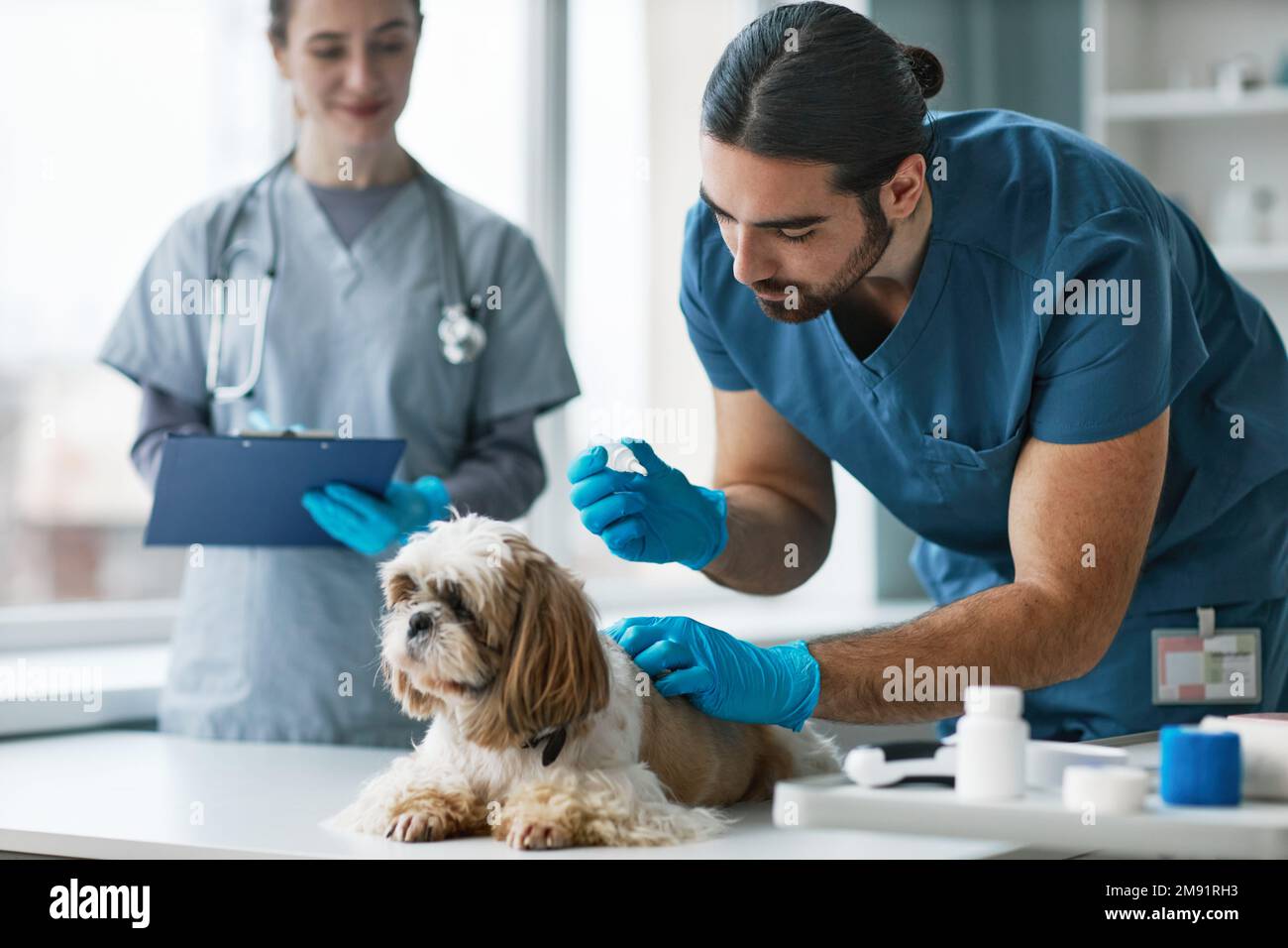 Young man in blue uniform and gloves curing yorkshire terrier with ...