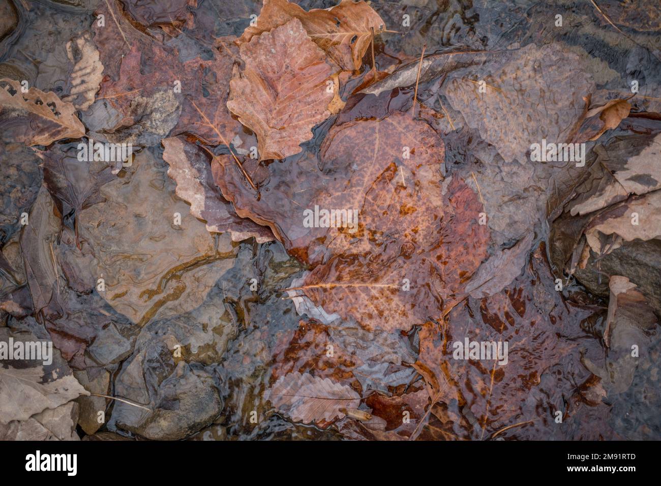 Fallen autumn leaves underwater on top of rocks in a creek in a forest ...