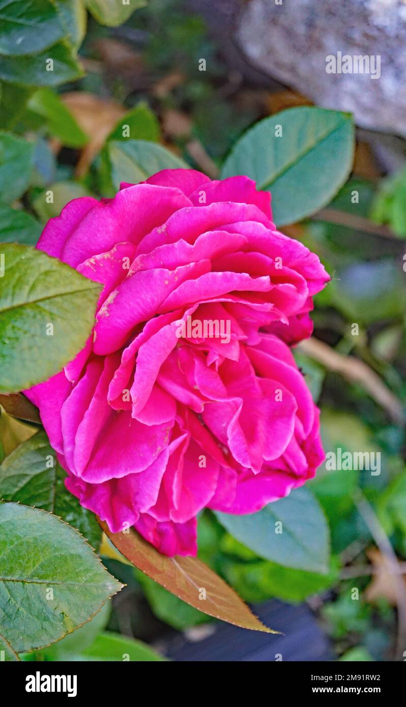 Flowers of various colors in Catalunya, Spain, Europe Stock Photo - Alamy