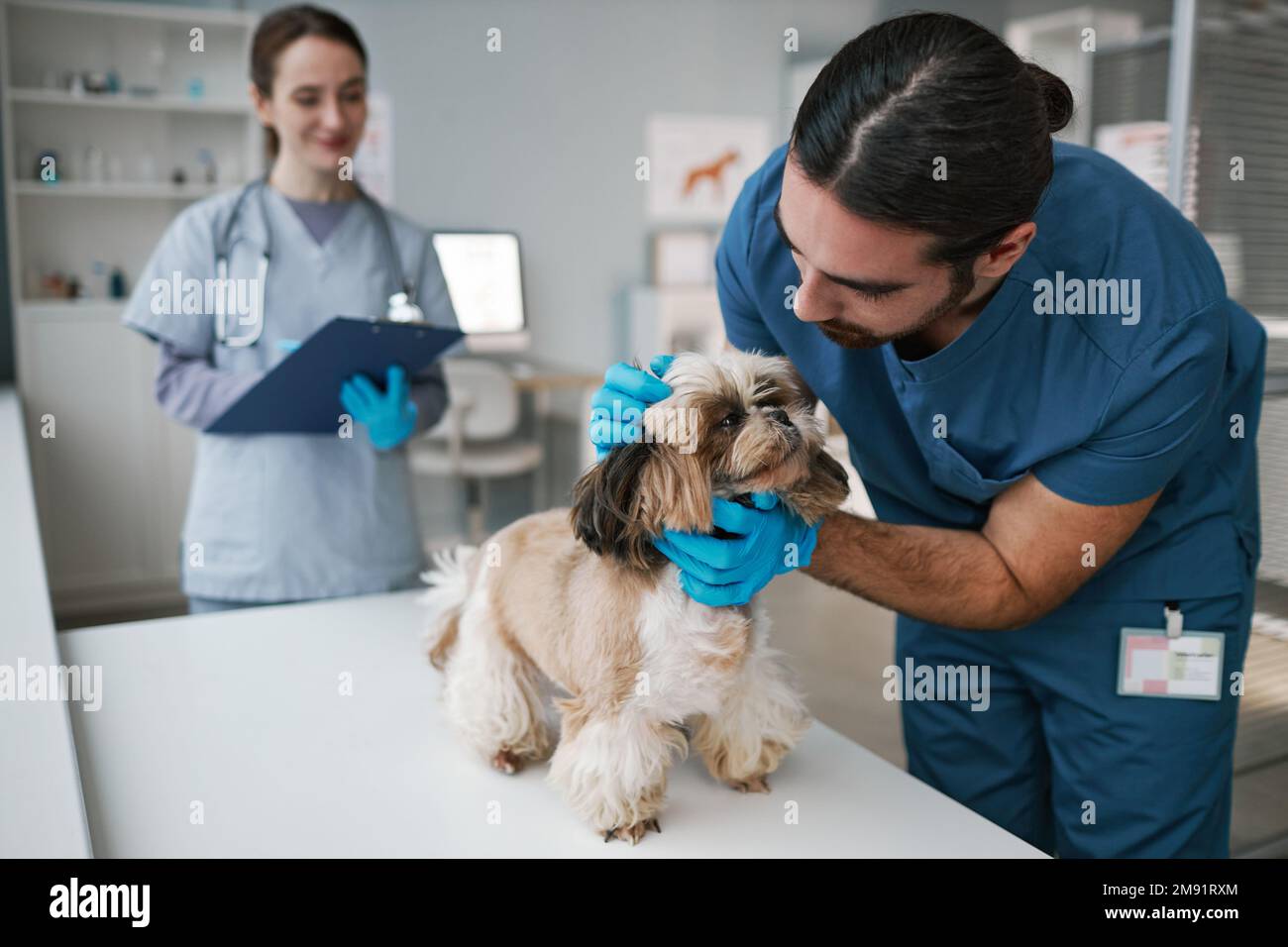 Young vet doctor in uniform cuddling cute yorkshire terrier during ...