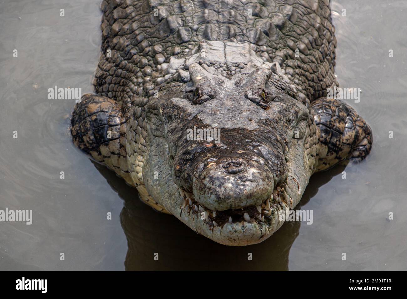 Crocodile is looking from the water Stock Photo - Alamy