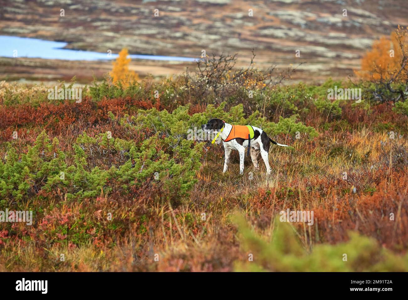 Dog english pointer hunting in the mountains in Norway Stock Photo - Alamy