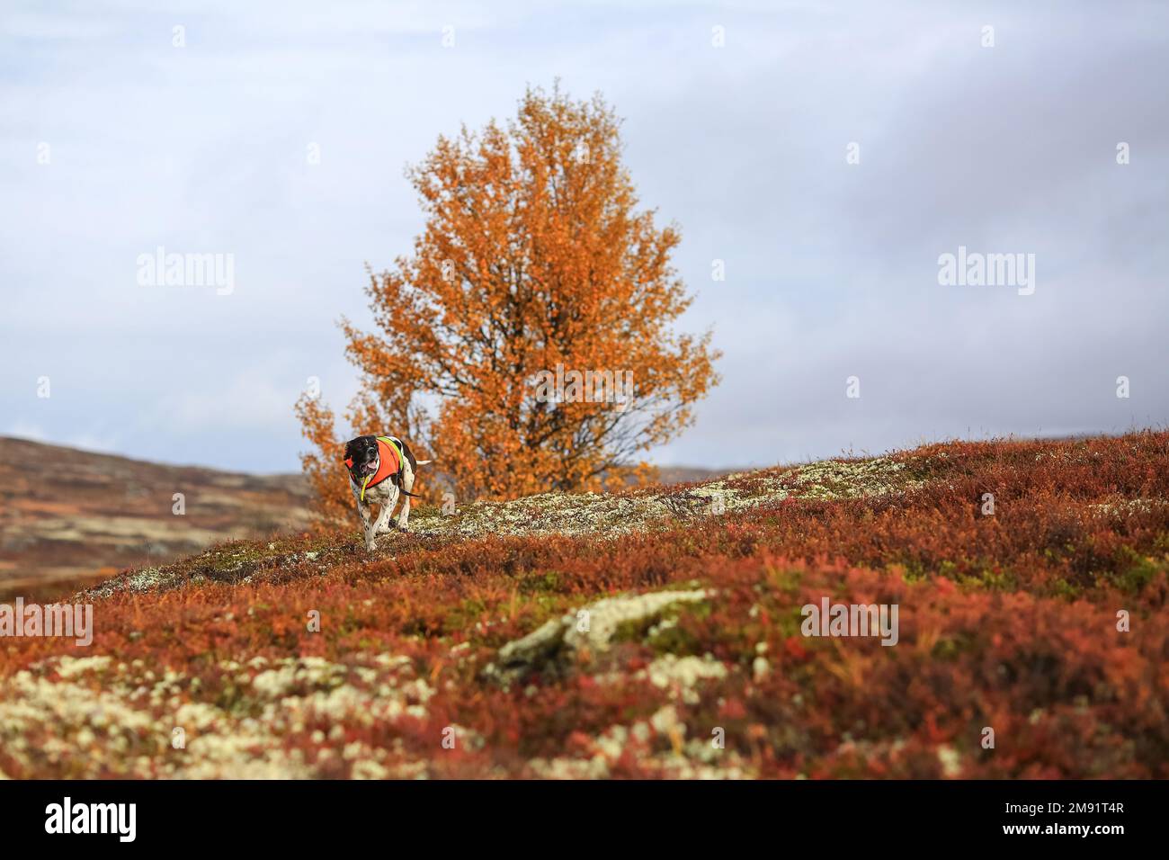 Dog english pointer hunting in the mountains in Norway Stock Photo - Alamy