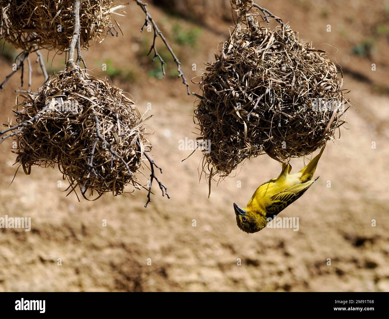 Male Village Weaver (Ploceus cucullatus) the head down on its nest ...