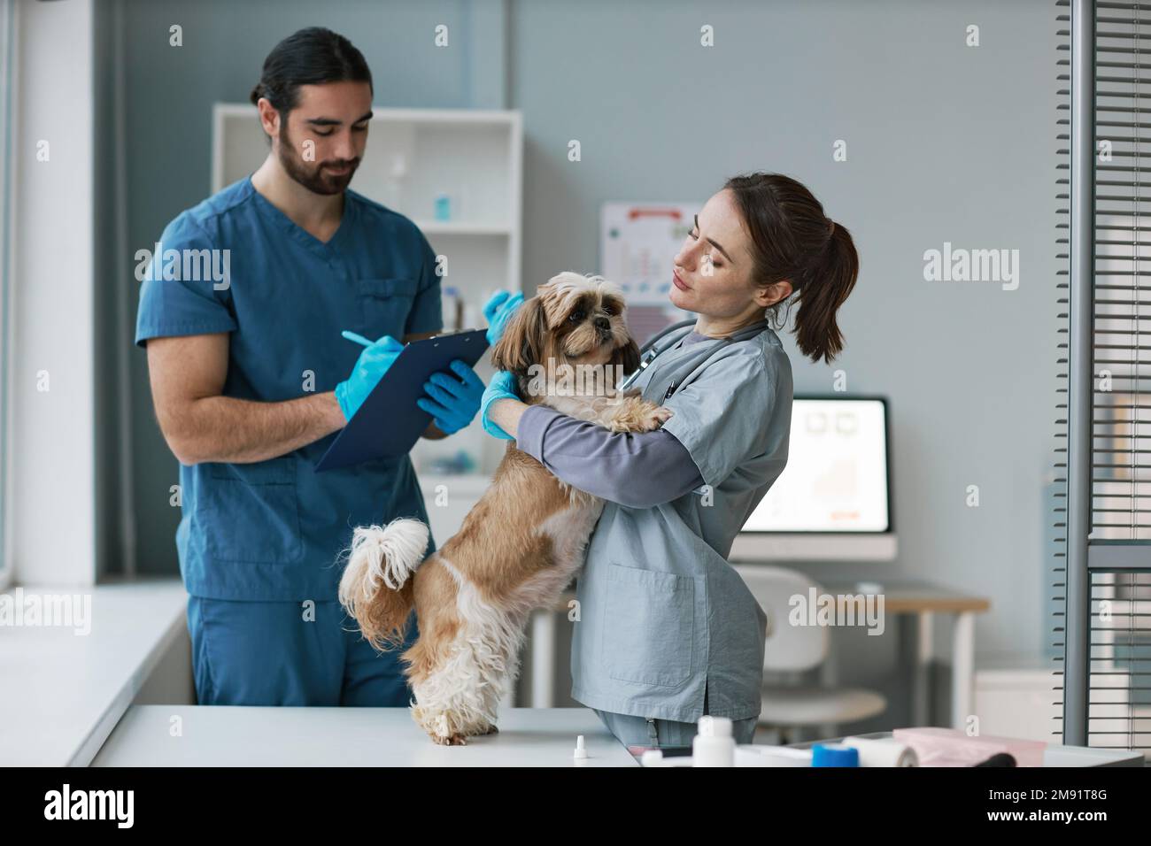 Young female veterinarian in uniform cuddling yorkshire terrier ...