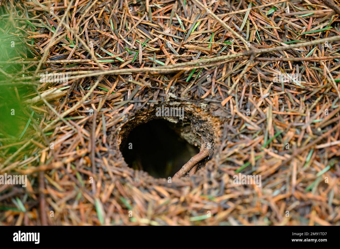A wasp hole in the forest in the ground, around the fallen needles of ...