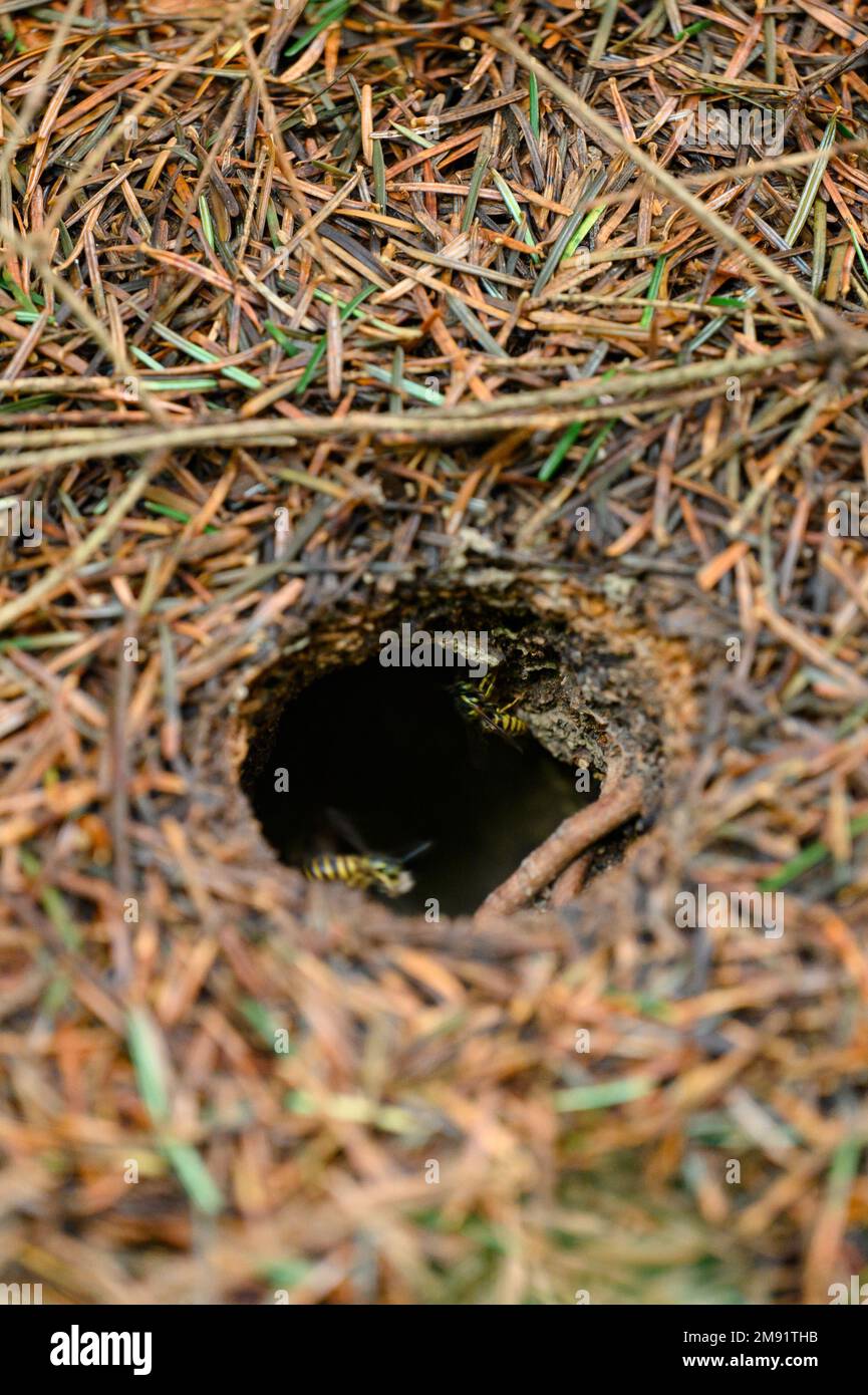 A wasp hole in the forest in the ground, around the fallen needles of ...