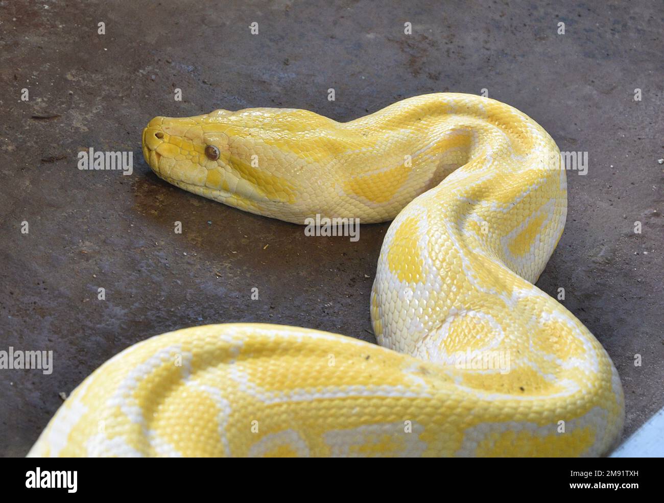 The big yellow snake is posing Stock Photo - Alamy