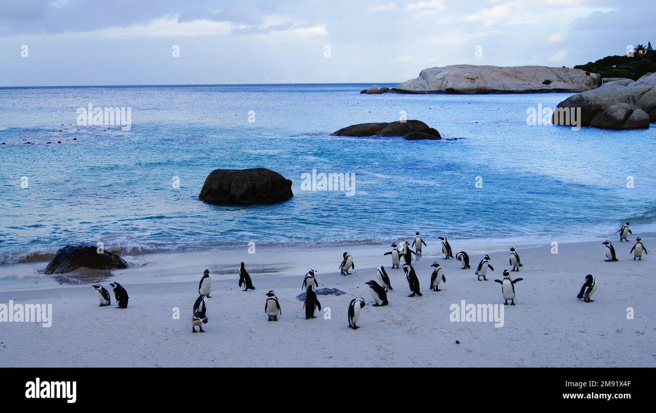 Penguins waddle along the shores of Boulders Beach in South Africa ...