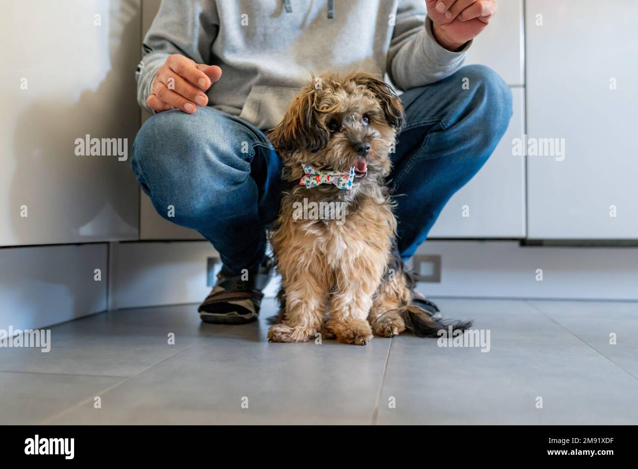 a yorkipoo dog with its owner Stock Photo - Alamy