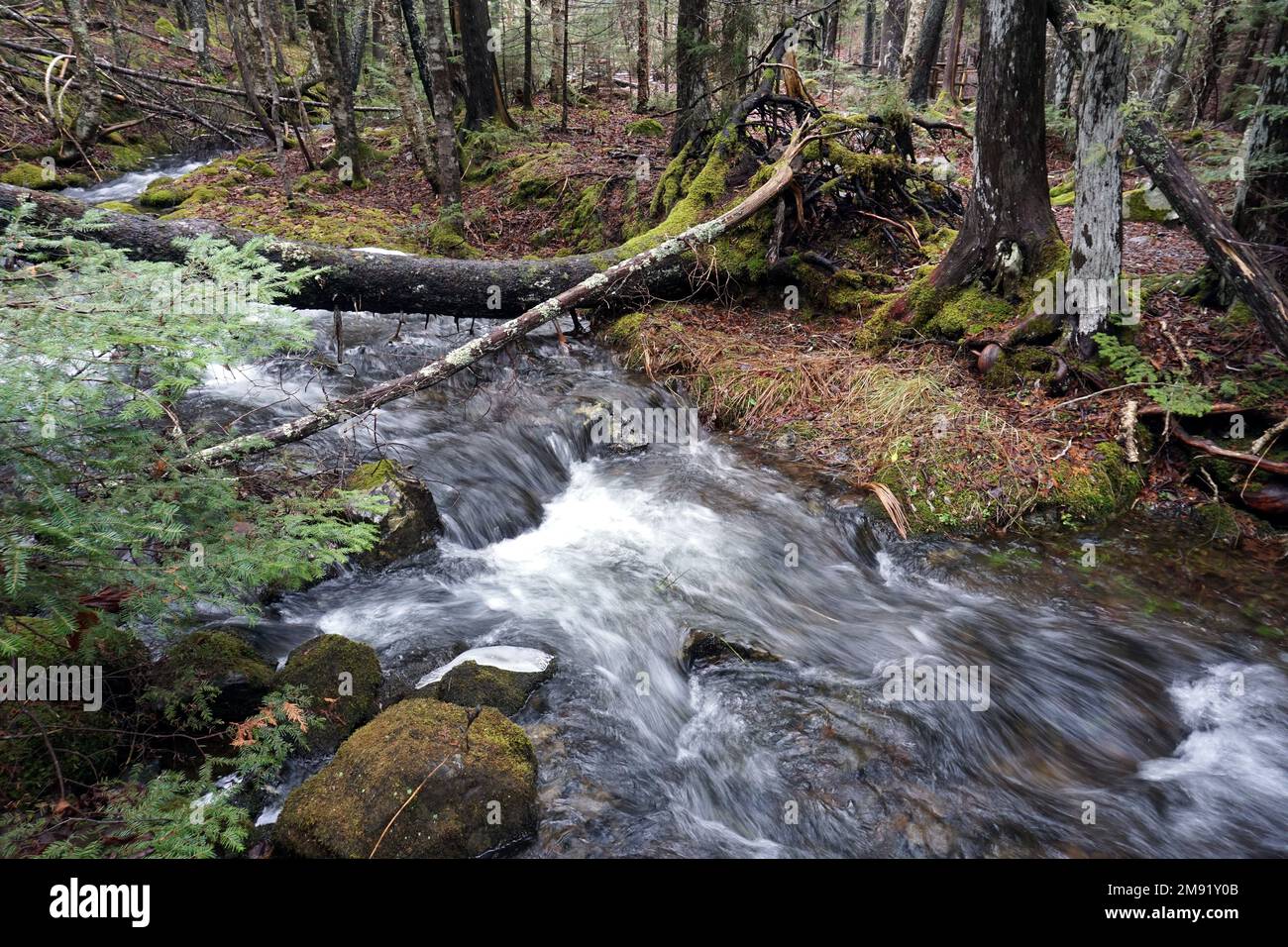 Chamcook Stream, New Brunswick, Canada Stock Photo - Alamy