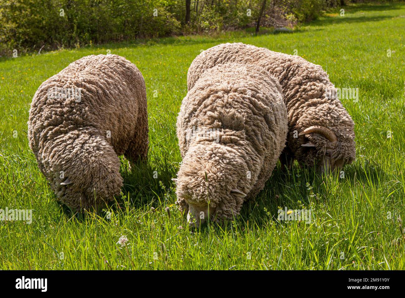 Merino sheep on a Massachusetts farm Stock Photo - Alamy