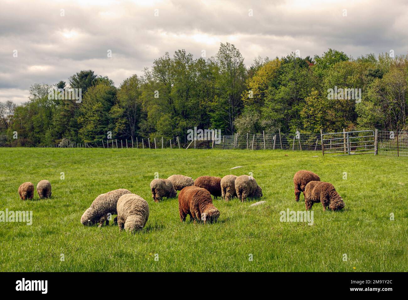 Merino sheep on a Massachusetts farm Stock Photo - Alamy