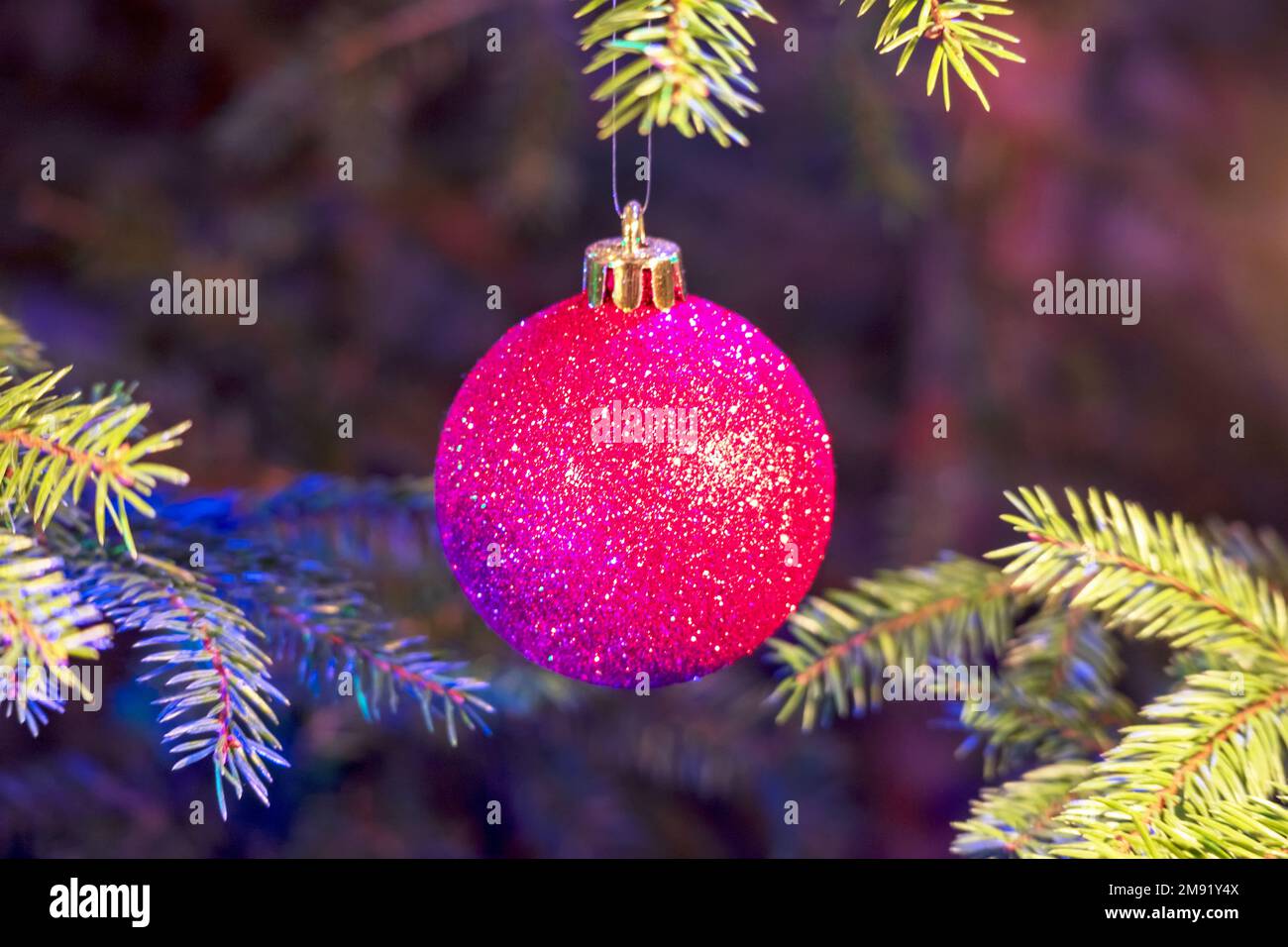 Christmas tree decoration ball in red color hung on a Christmas tree ...