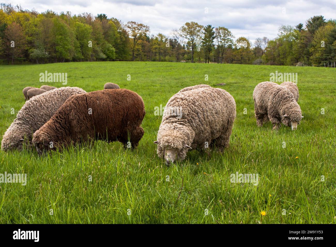 Merino sheep on a Massachusetts farm Stock Photo - Alamy