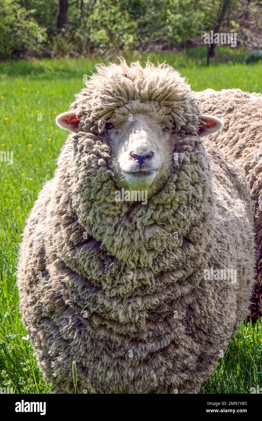 Merino sheep on a Massachusetts farm Stock Photo - Alamy