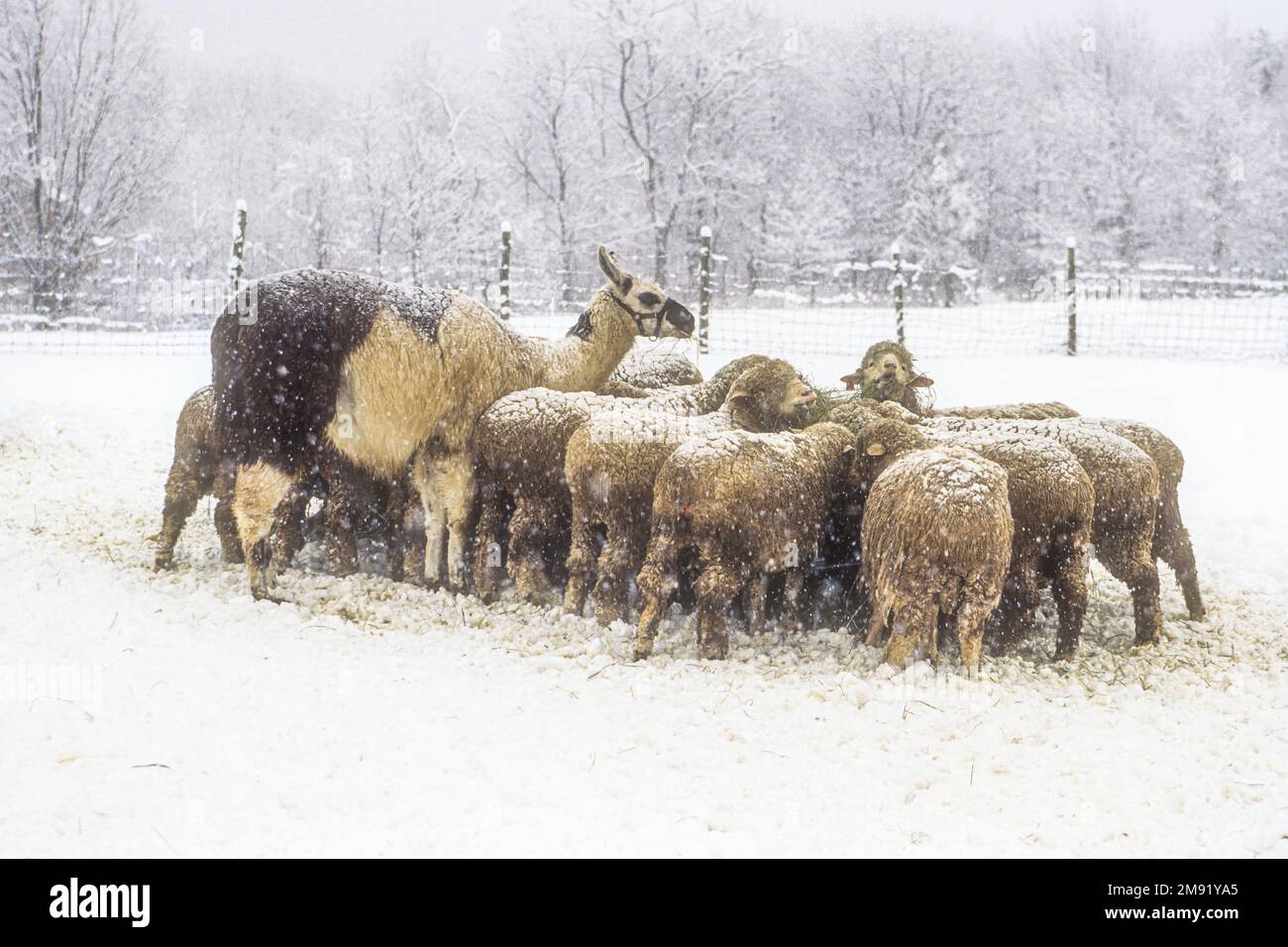 Merino farm hi-res stock photography and images - Alamy