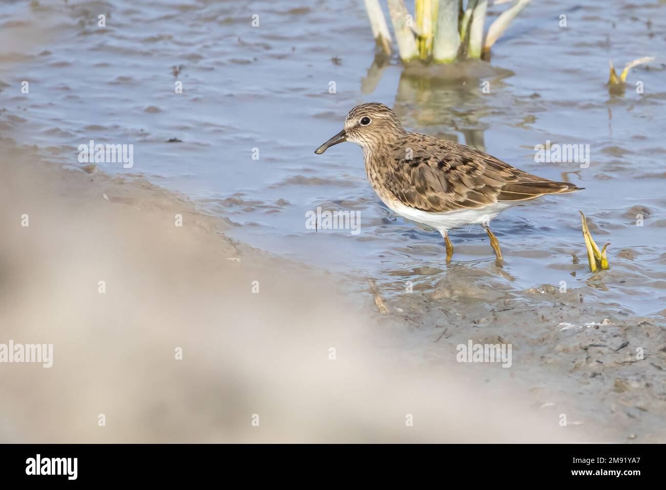 Temminck's stint hi-res stock photography and images - Alamy