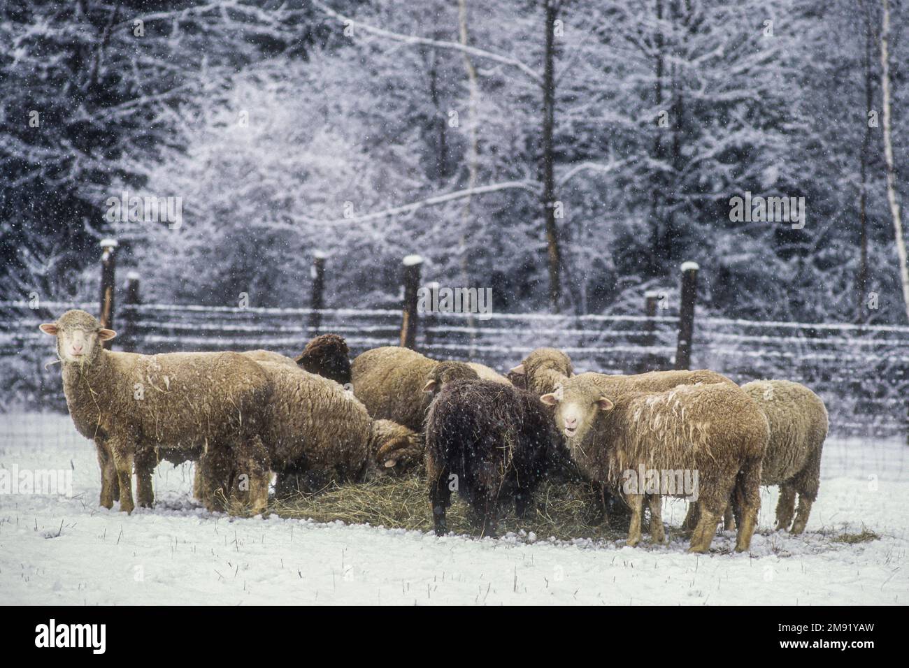 Merino sheep on a Massachusetts farm Stock Photo - Alamy