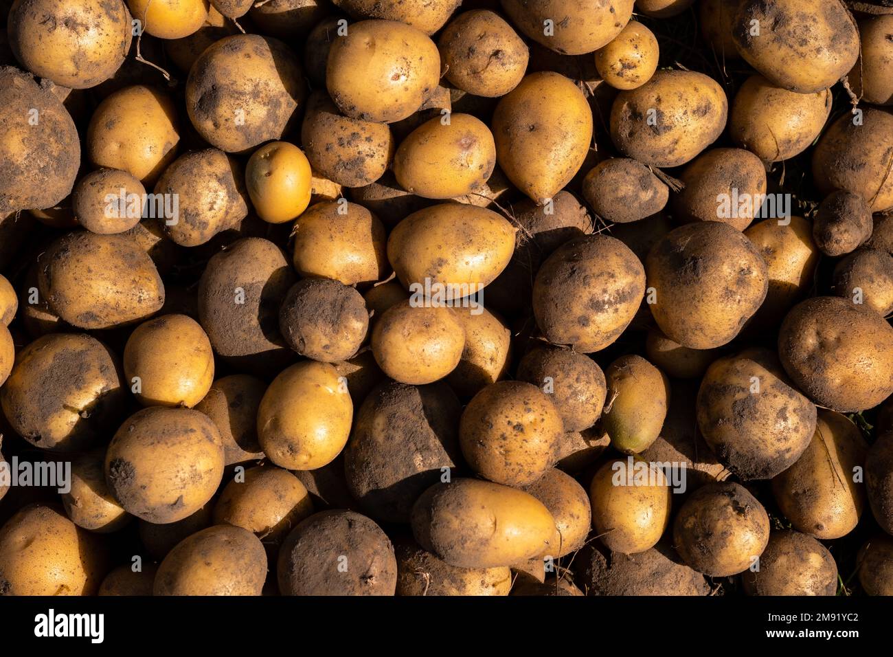 A lot of harvested potatoes lying in a pile. Autumn harvest Stock Photo ...