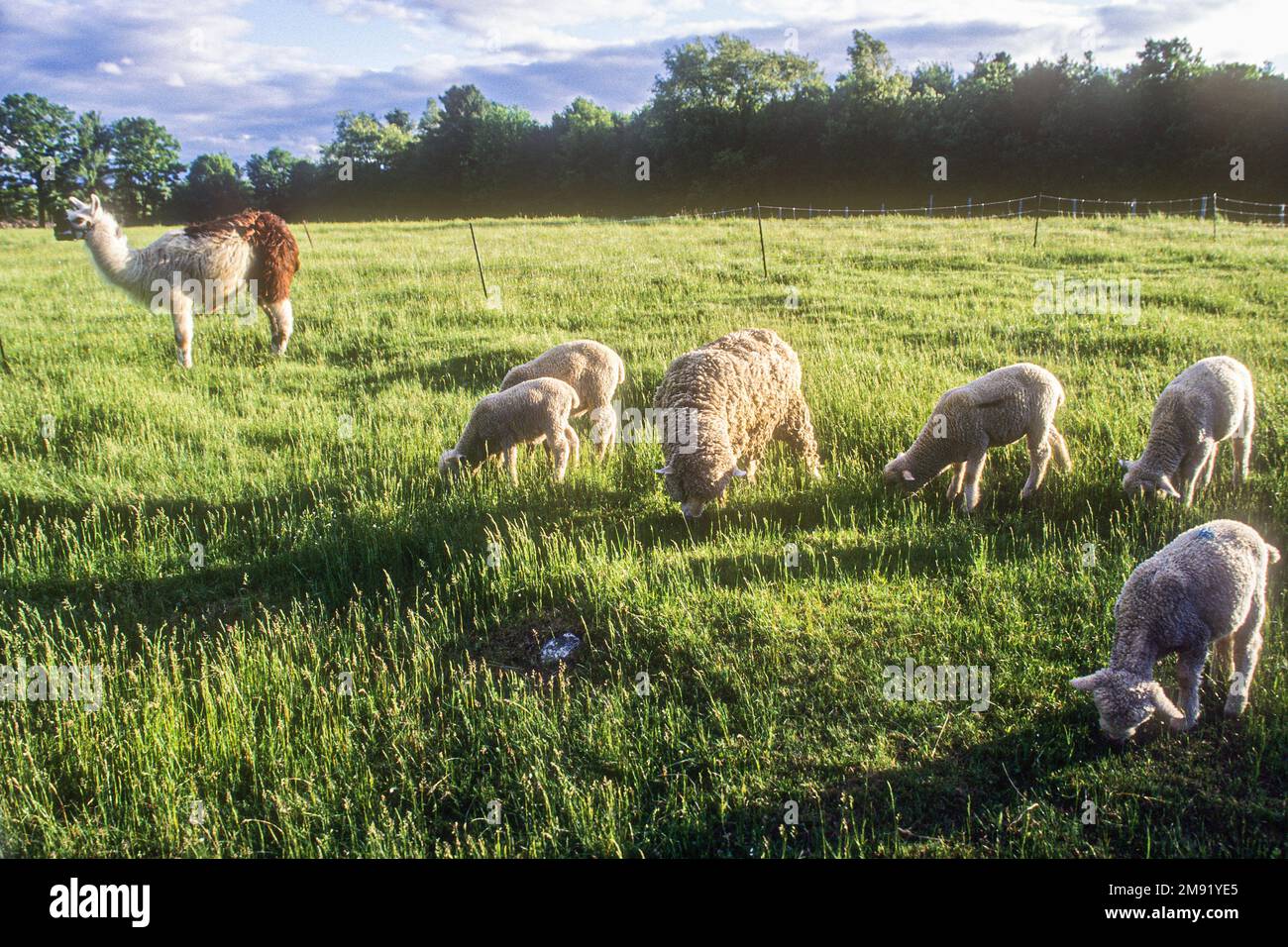 Merino farm hi-res stock photography and images - Alamy