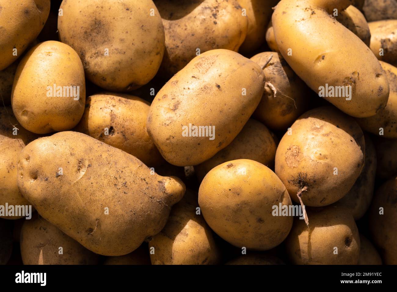A lot of harvested potatoes lying in a pile. Autumn harvest Stock Photo ...