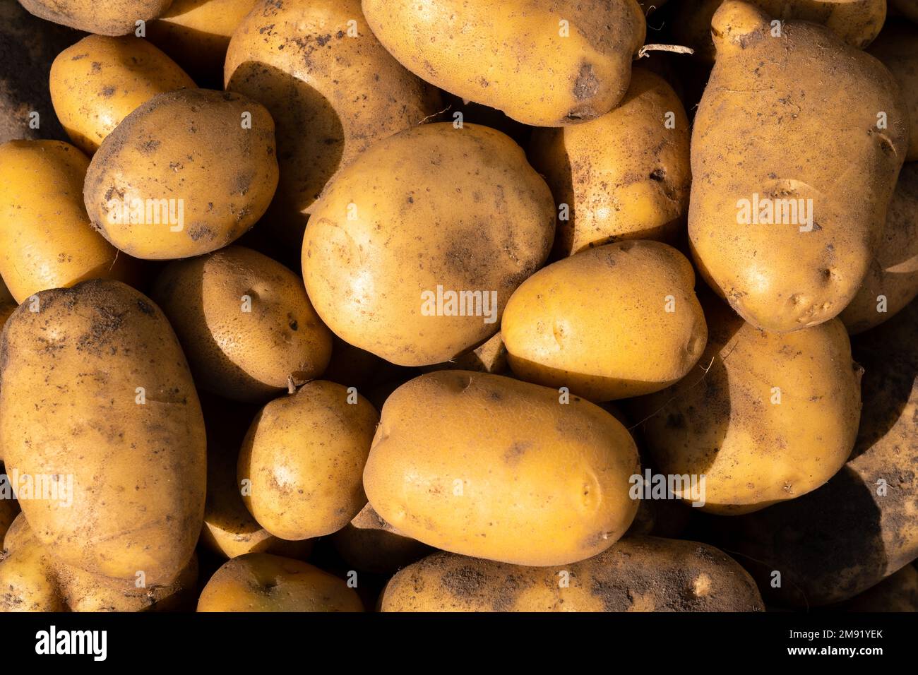 A lot of harvested potatoes lying in a pile. Autumn harvest Stock Photo ...