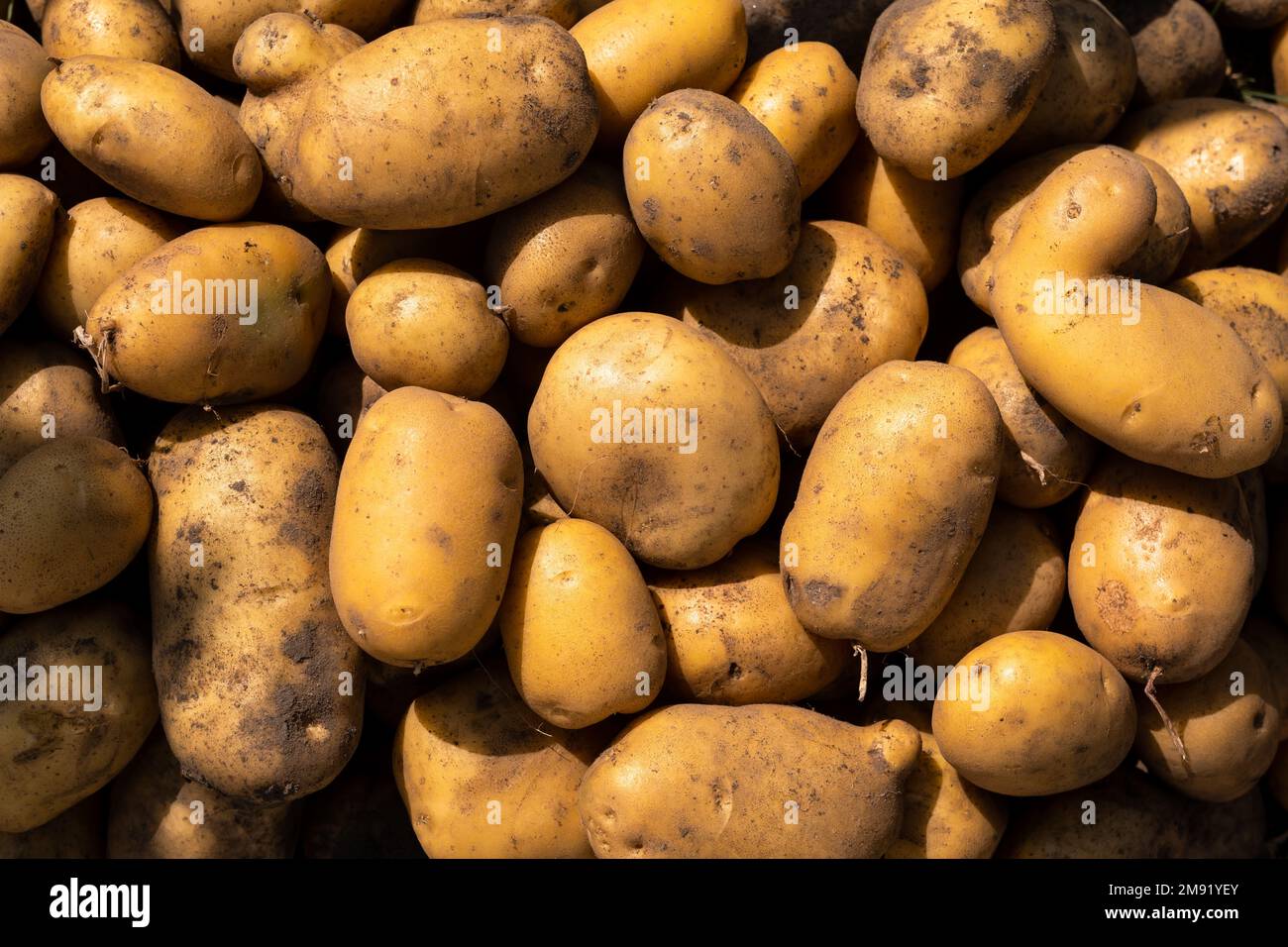 A lot of harvested potatoes lying in a pile. Autumn harvest Stock Photo ...