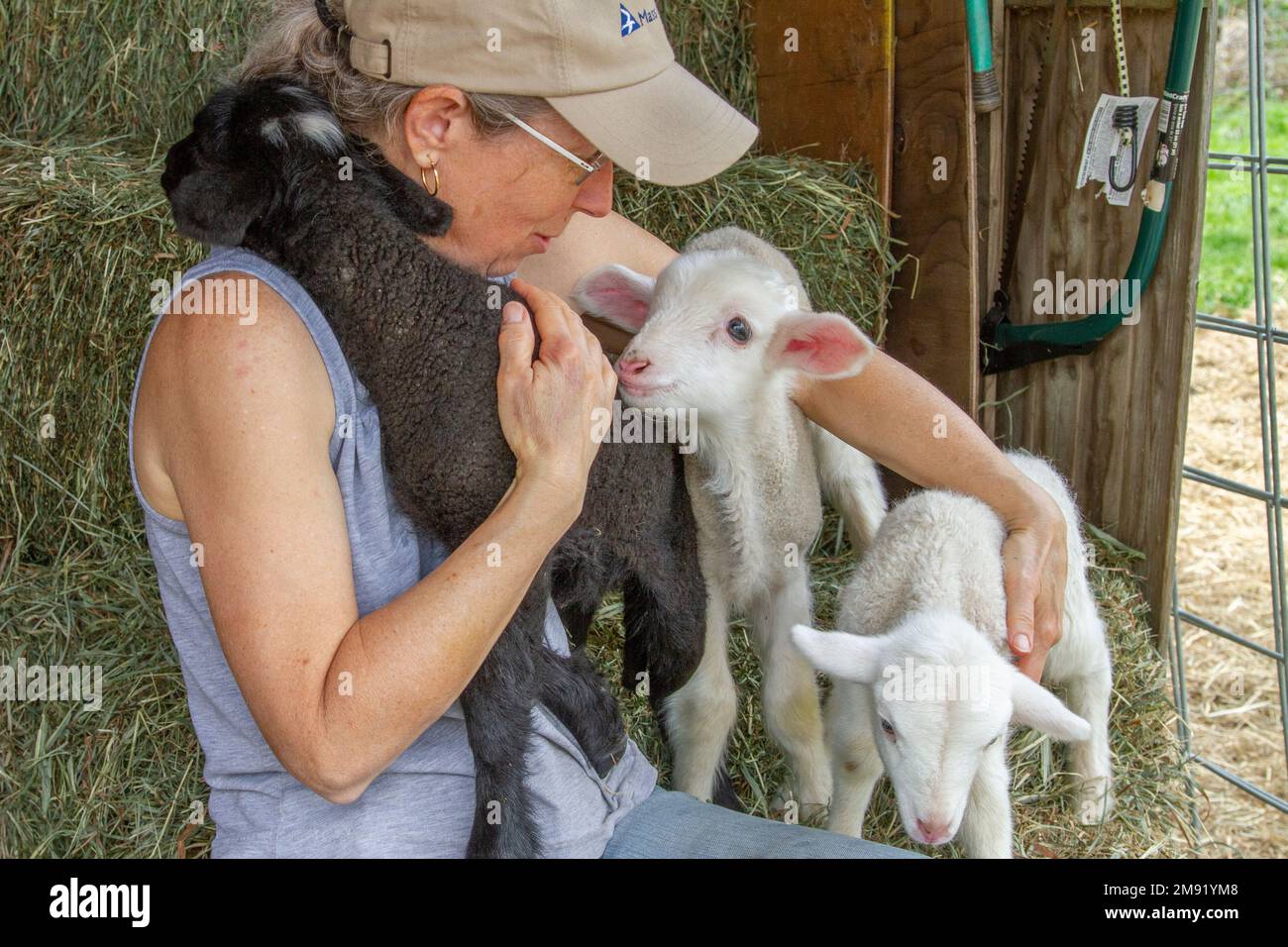 Woman farmer caring for Merino Sheep Stock Photo - Alamy