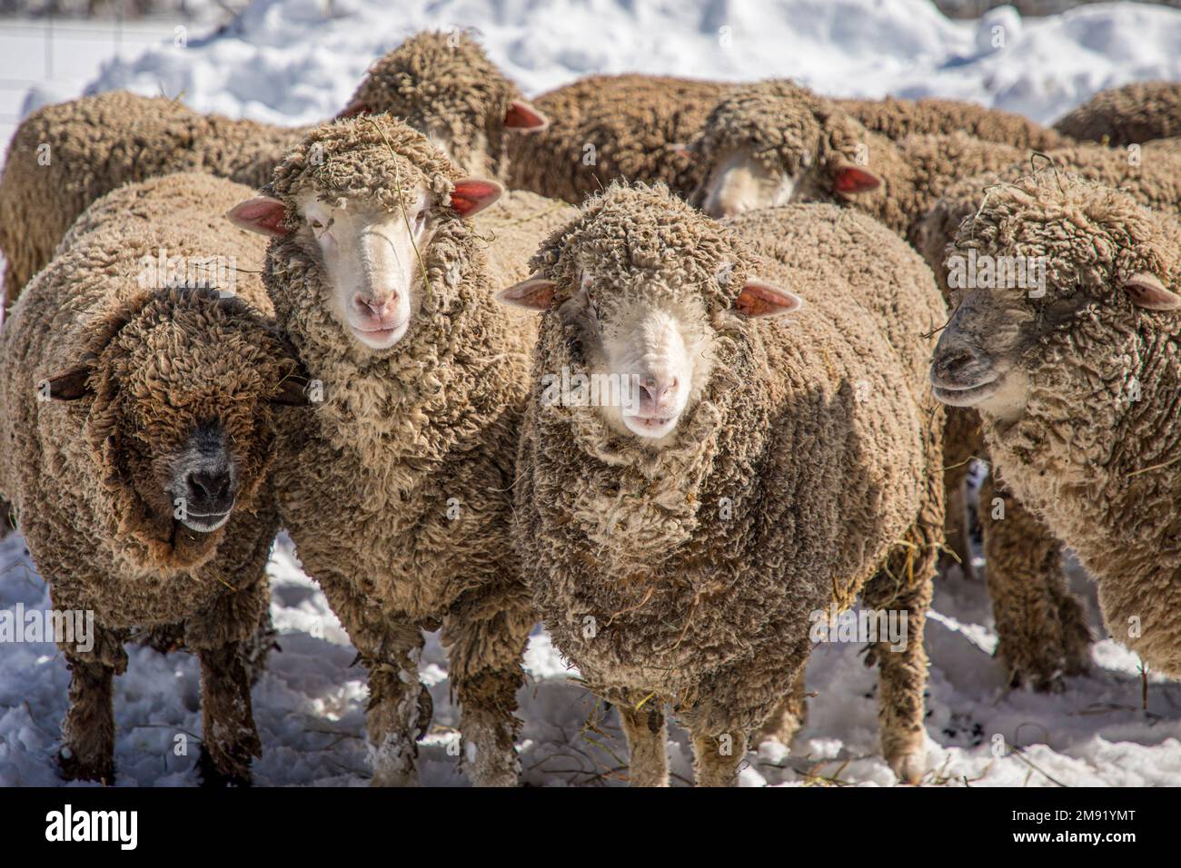 Flock sheep on farm hi-res stock photography and images - Alamy