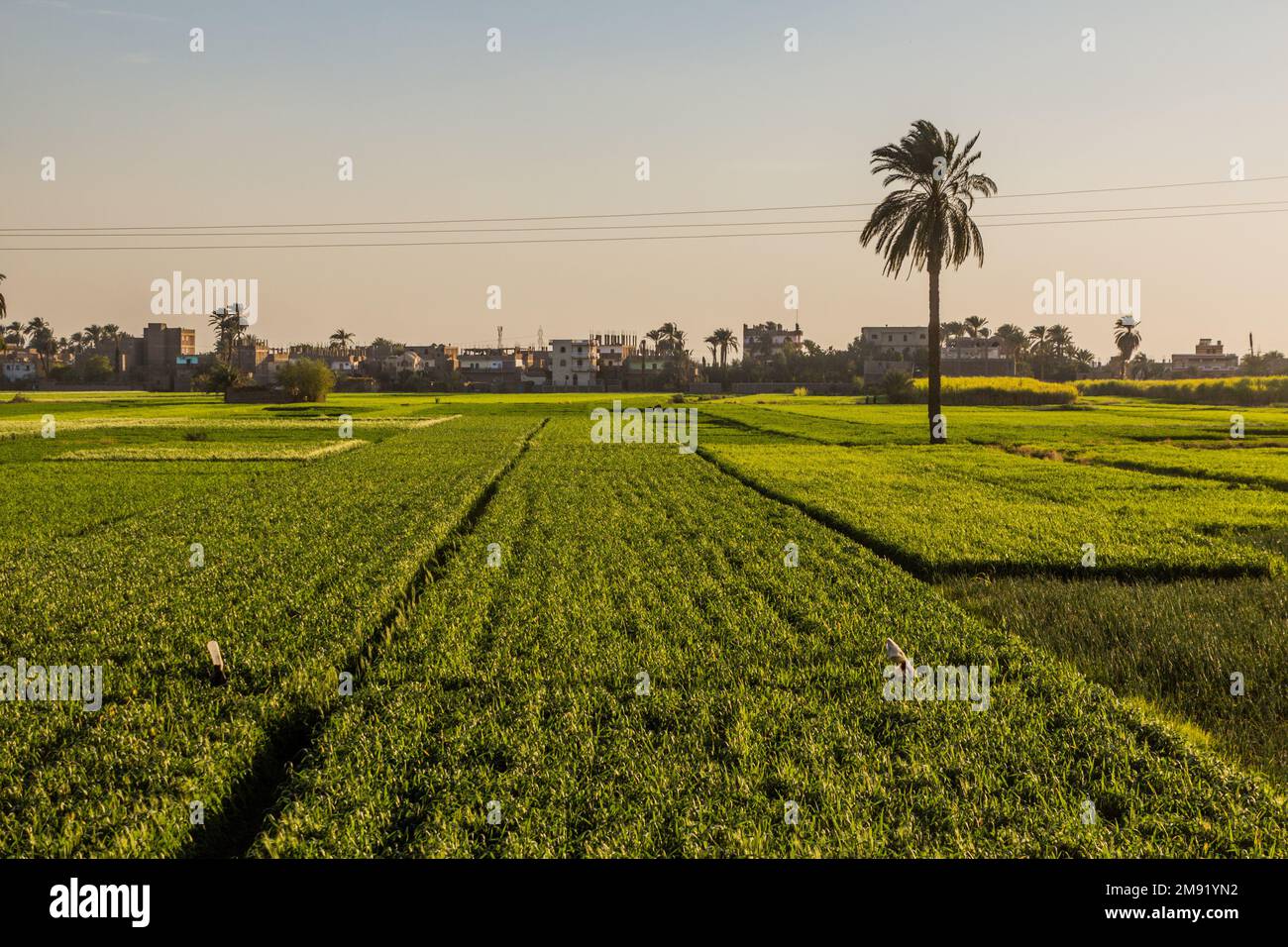 Lush green irrigated agriculture fields hi-res stock photography and ...