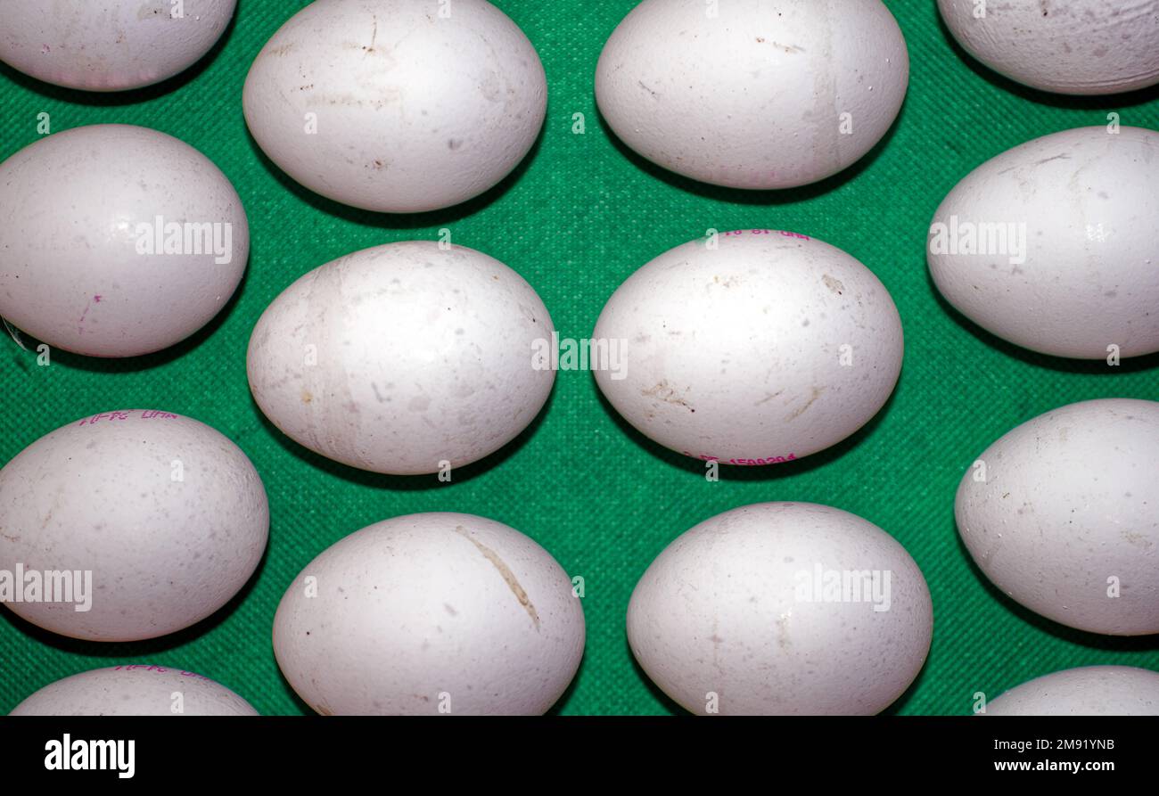 Egg shell structure hi-res stock photography and images - Alamy