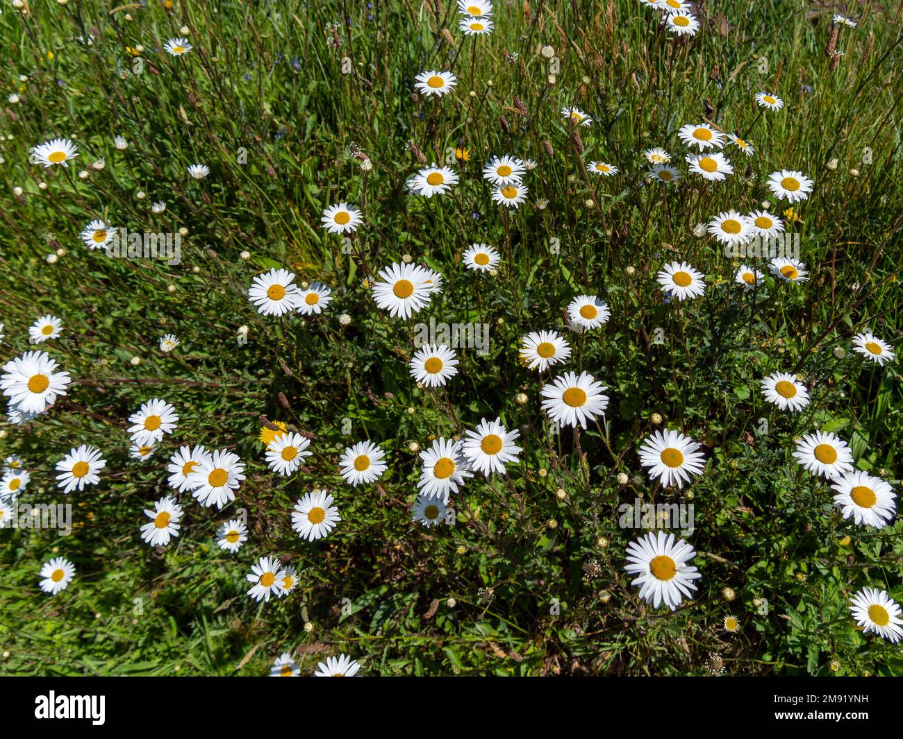 Chamomile in bloom hi-res stock photography and images - Alamy