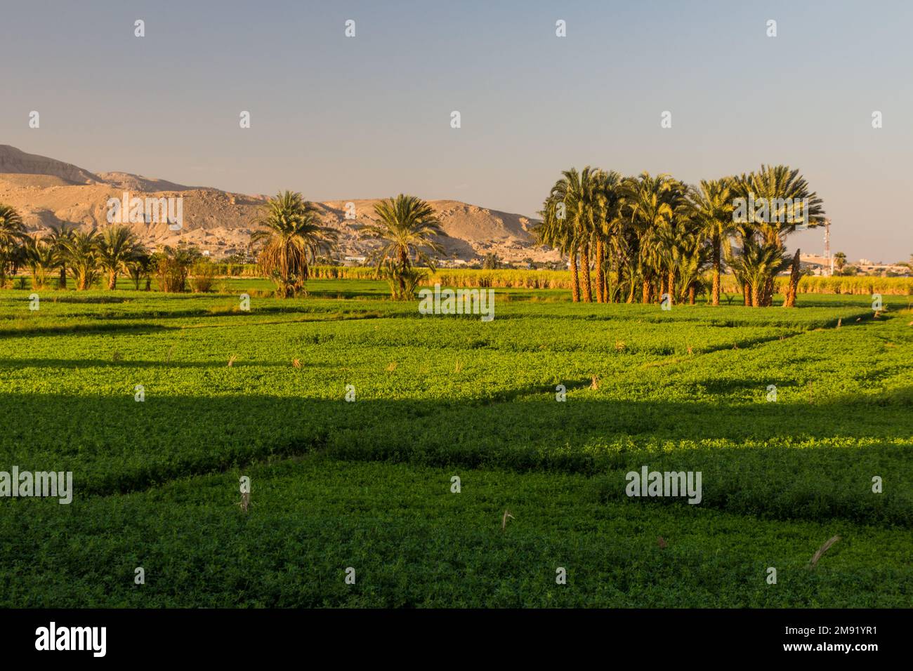 Egypt river nile farmland hi-res stock photography and images - Alamy